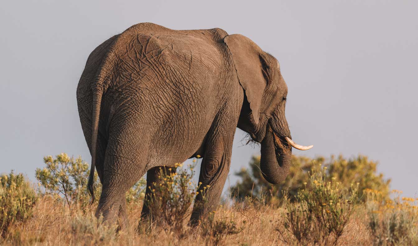 L'éléphant - Wakanda Animal