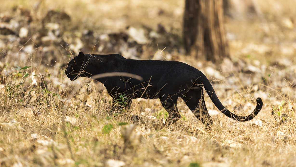 La panthère noire - Wakanda Animal